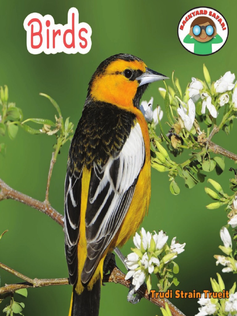 Birds | Download Free PDF | Birds | Beak