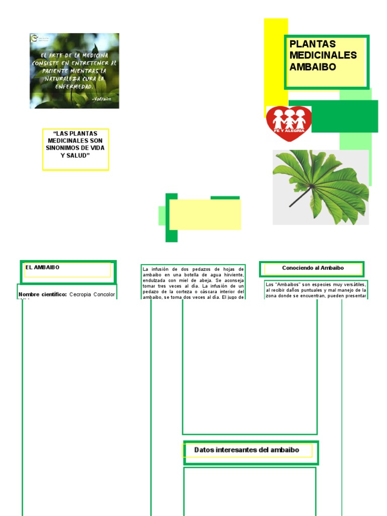 Infusiones y Usos del Ambaibo | PDF