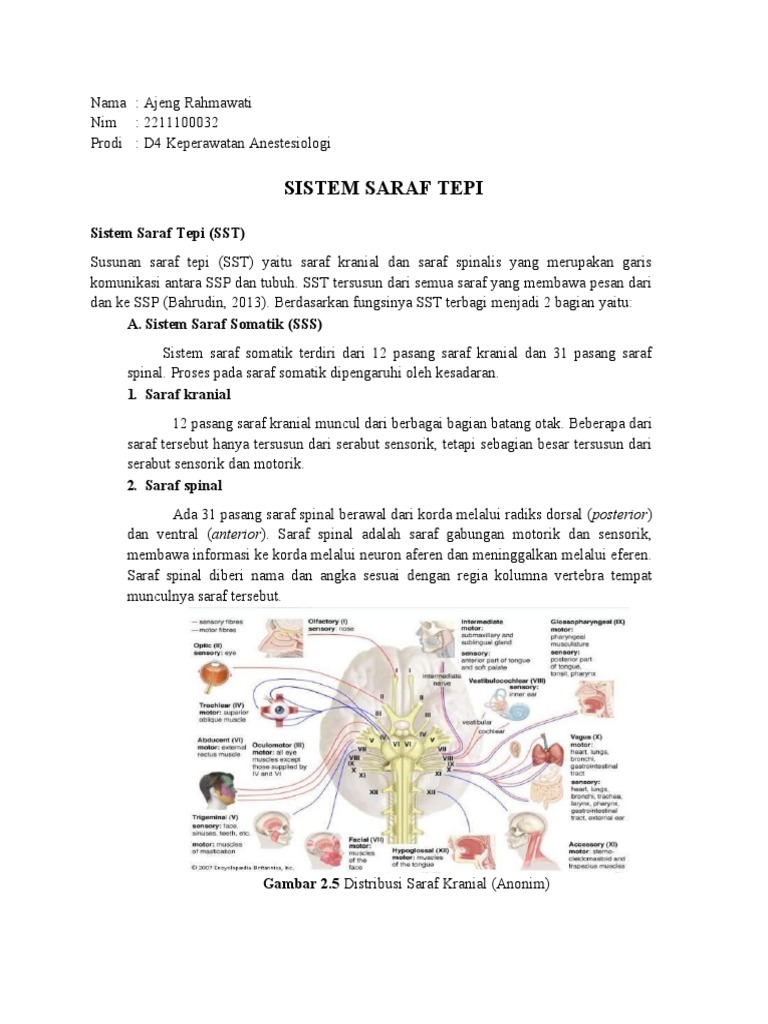 Sistem Saraf Tepi | PDF