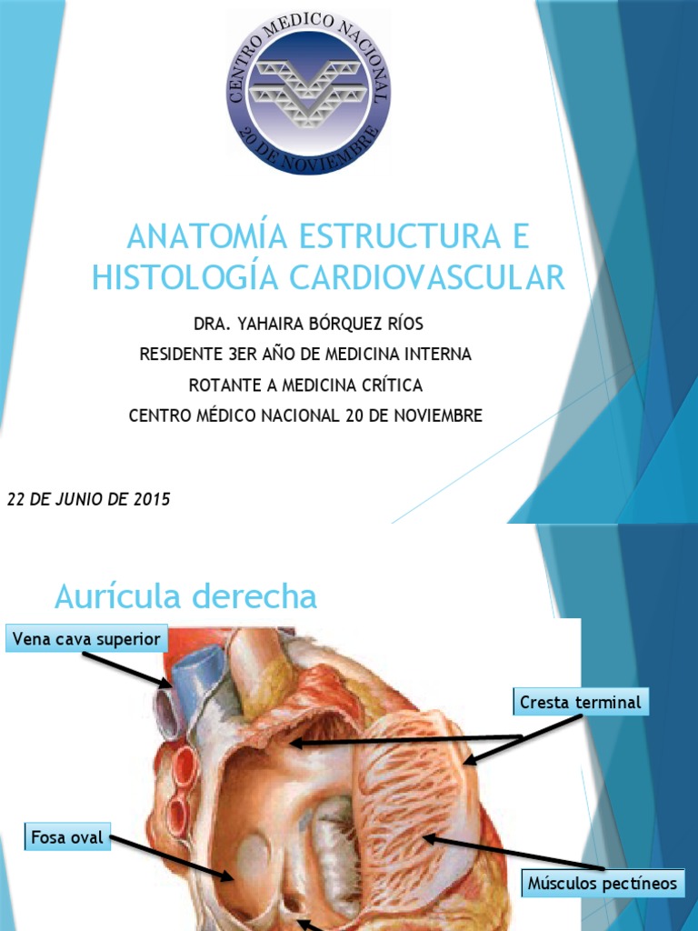 Anatomía Del Corazón 1.28 | PDF | Atrio (corazón) | Anatomía