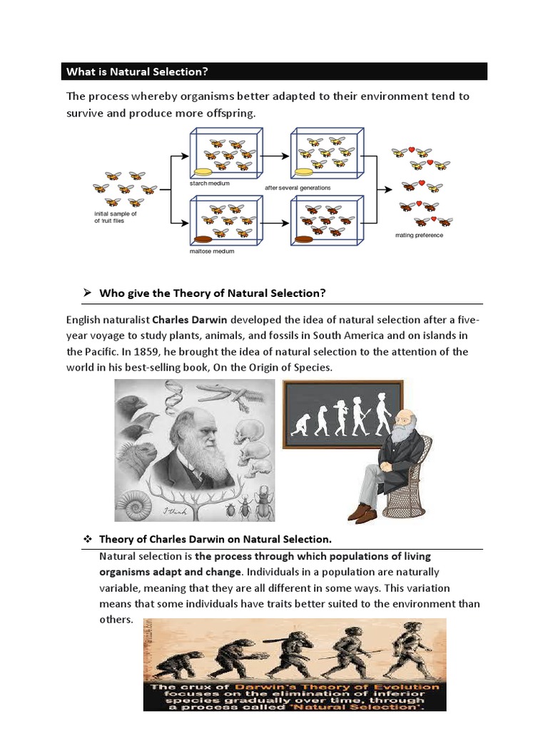 What Is Natural Selection | PDF | Natural Selection | Plants