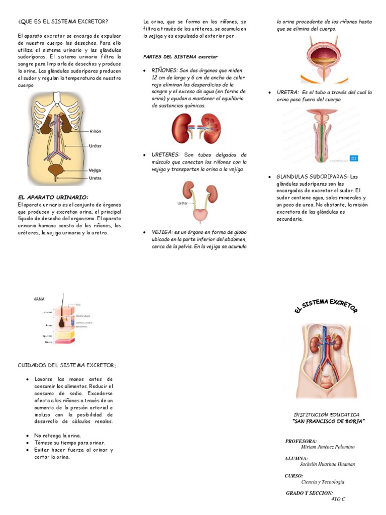 Triptico de Cyt Jackelin Excretor | PDF