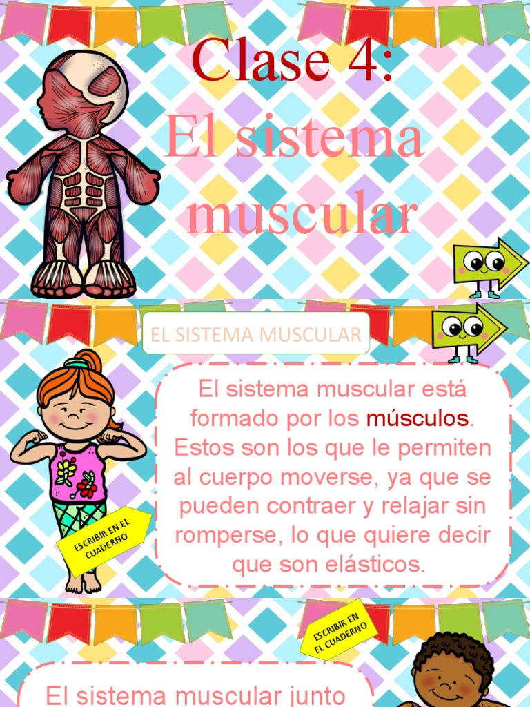 Clase 4-Sistema Muscular | PDF | Músculo esquelético | Hueso