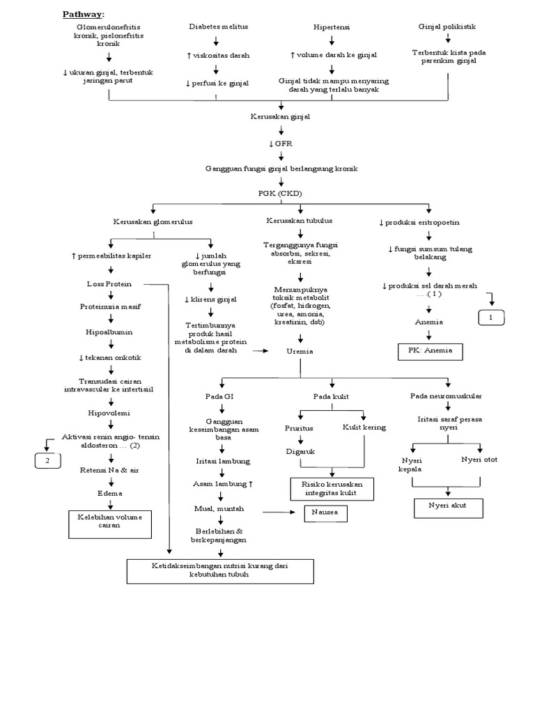 Pathway CKD Docx | PDF