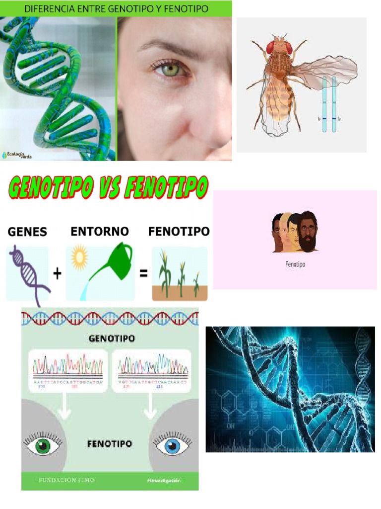 Images de Genotipo y Fenotipo A Color | PDF