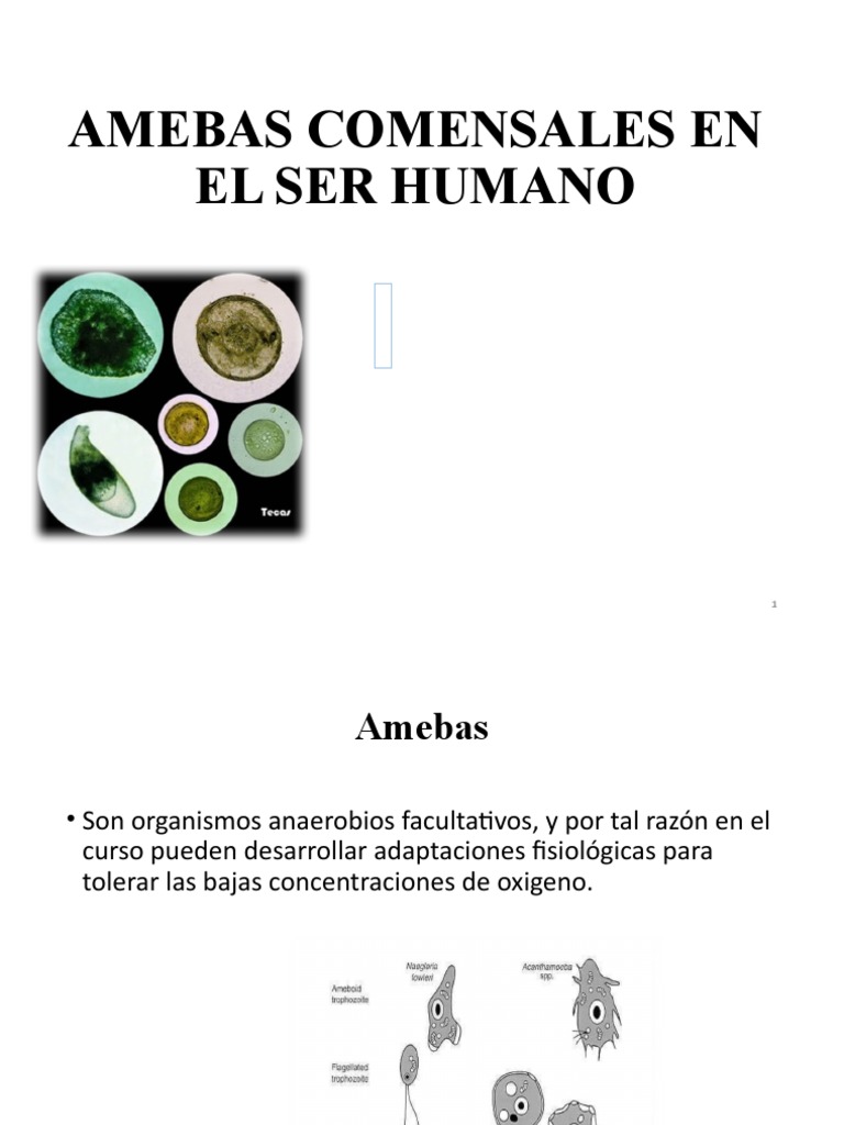 Amebas Comensales en El Ser Humano para | PDF | Medicina CLINICA | Especialidades Medicas