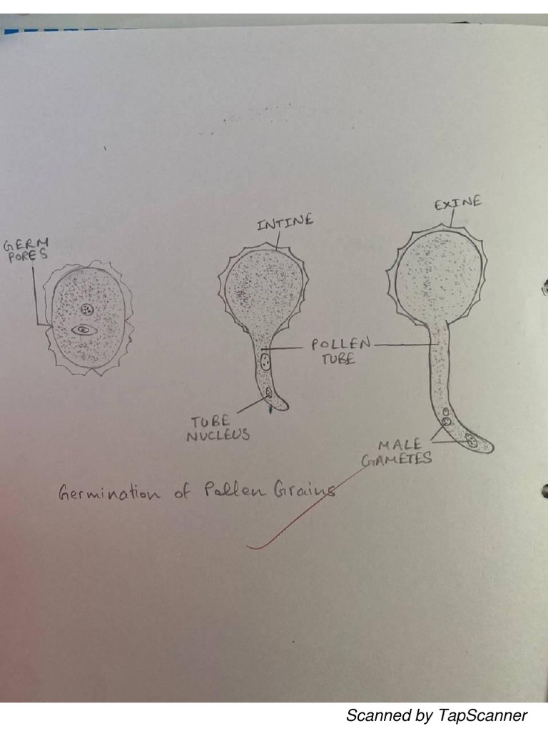 Bio Practical File | PDF