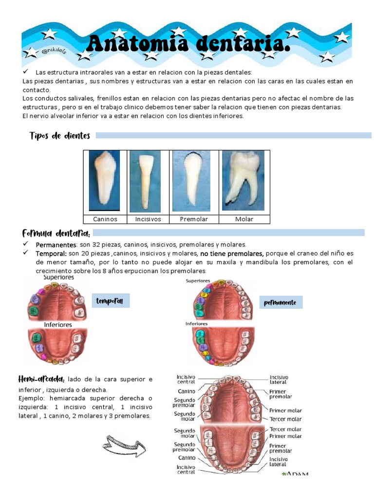 Anatomia Dentaria | PDF | Diente | Odontología