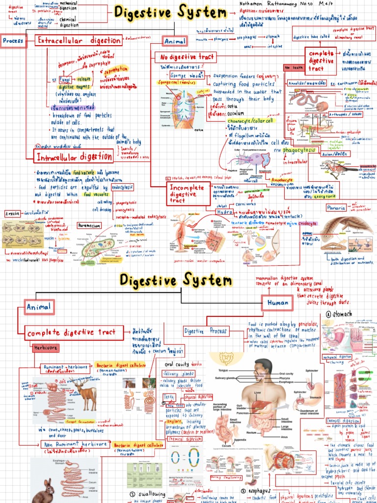 Mindmap Digestive System | PDF