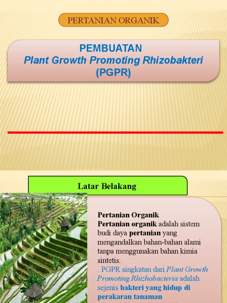 Pembuatan PGPR | PDF
