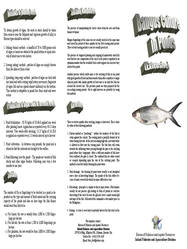 Bangus Fish Pond Management Guide | PDF