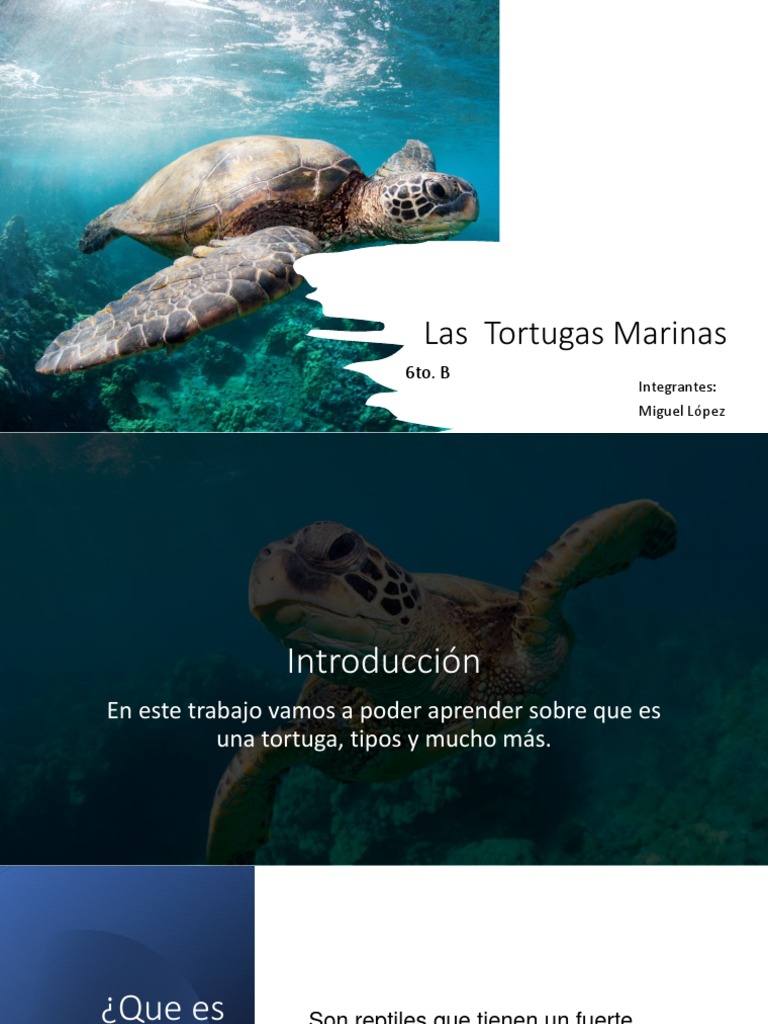 Las Tortugas Marinas | PDF