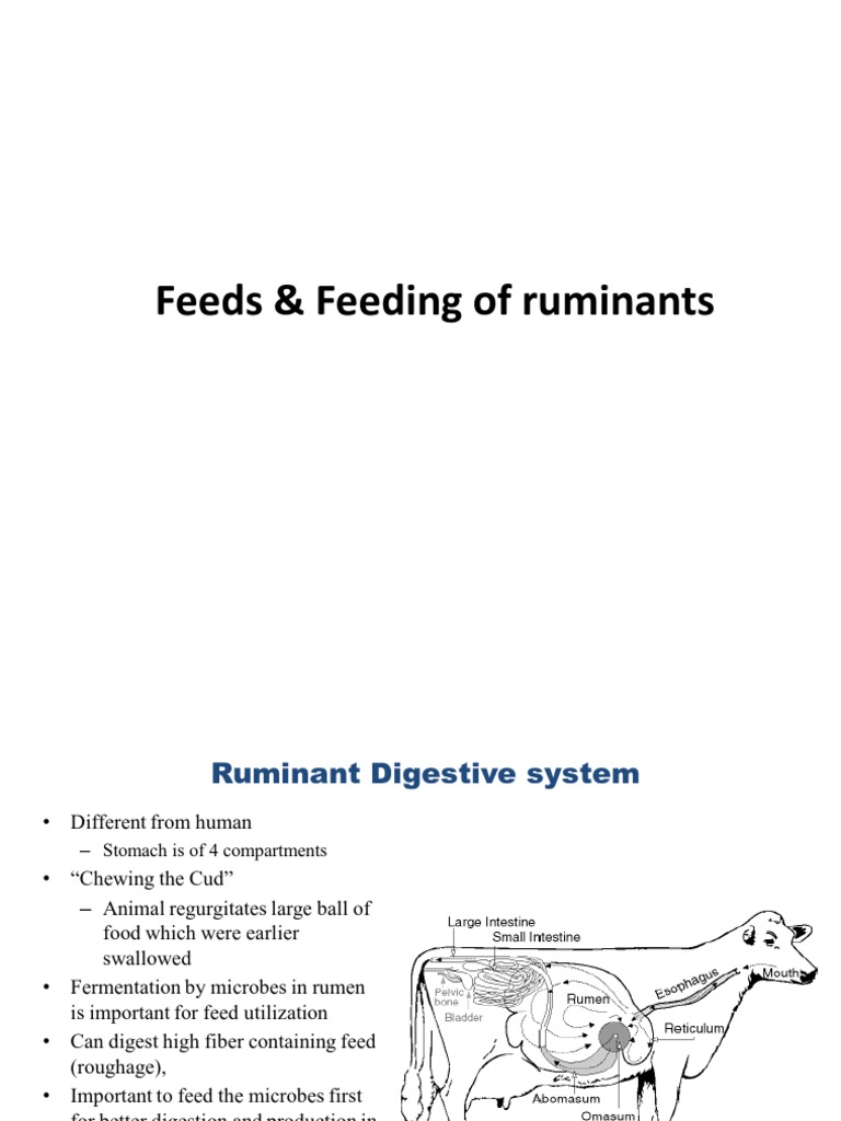 Feed & Feeding of Ruminant | PDF