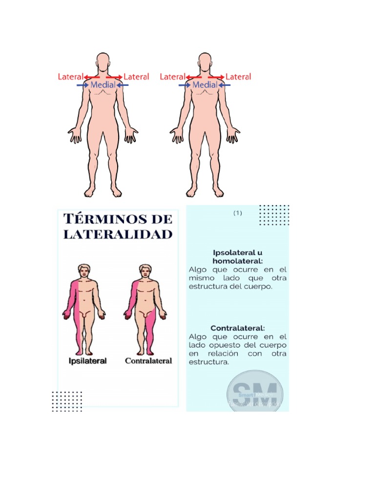 ANATOMIA | PDF