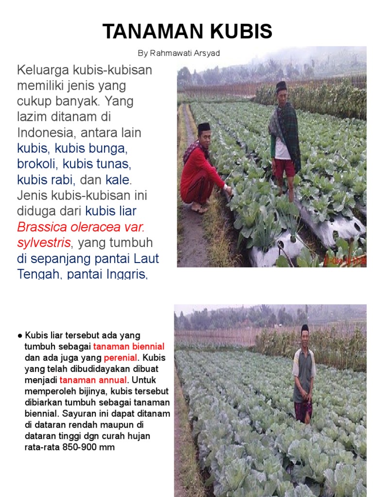 Panduan Budidaya Tanaman Kubis di Indonesia | PDF | Griya & Taman ...