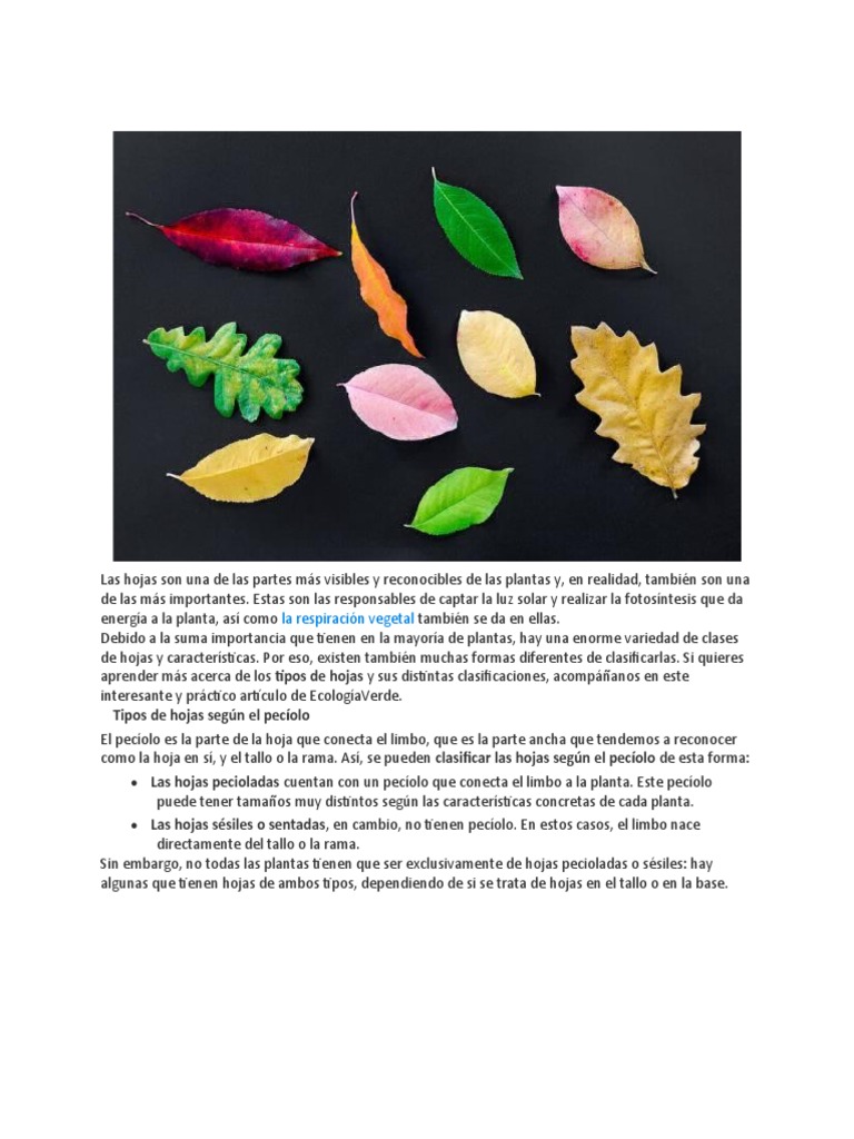 Tipos de Hojas | PDF | Hoja | Plantas
