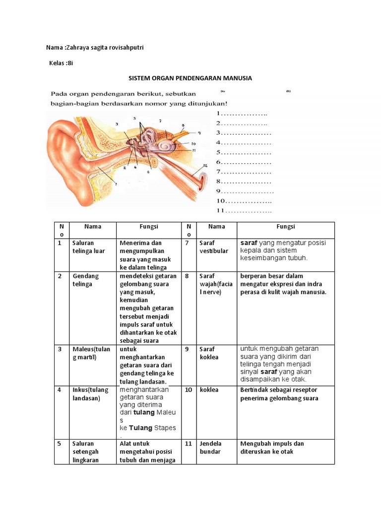 LKPD Sistem Pendengaran Manusia | PDF