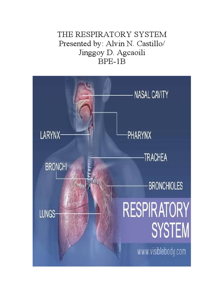 The Respiratory System | PDF | Respiratory Tract | Respiratory System