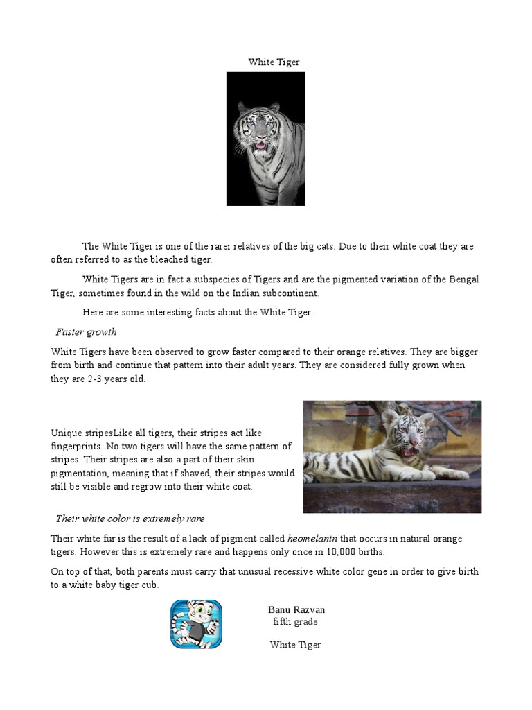 Referat Engleza Tigrul Alb | PDF | Tiger | Organisms