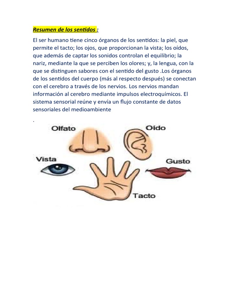 Resumen de los cinco sentidos | PDF | Ciencia y matemáticas