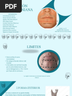 Anatomía de la Región Geniana | PDF | Cabeza y cuello humanos ...