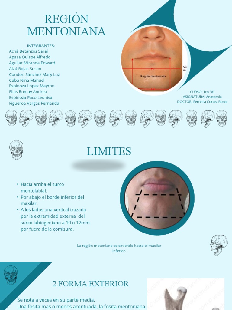 Region Mentoniana | PDF | Anatomía humana | Sistema musculoesquelético