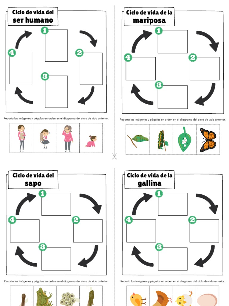 Fichas Ciclo de Vida | PDF