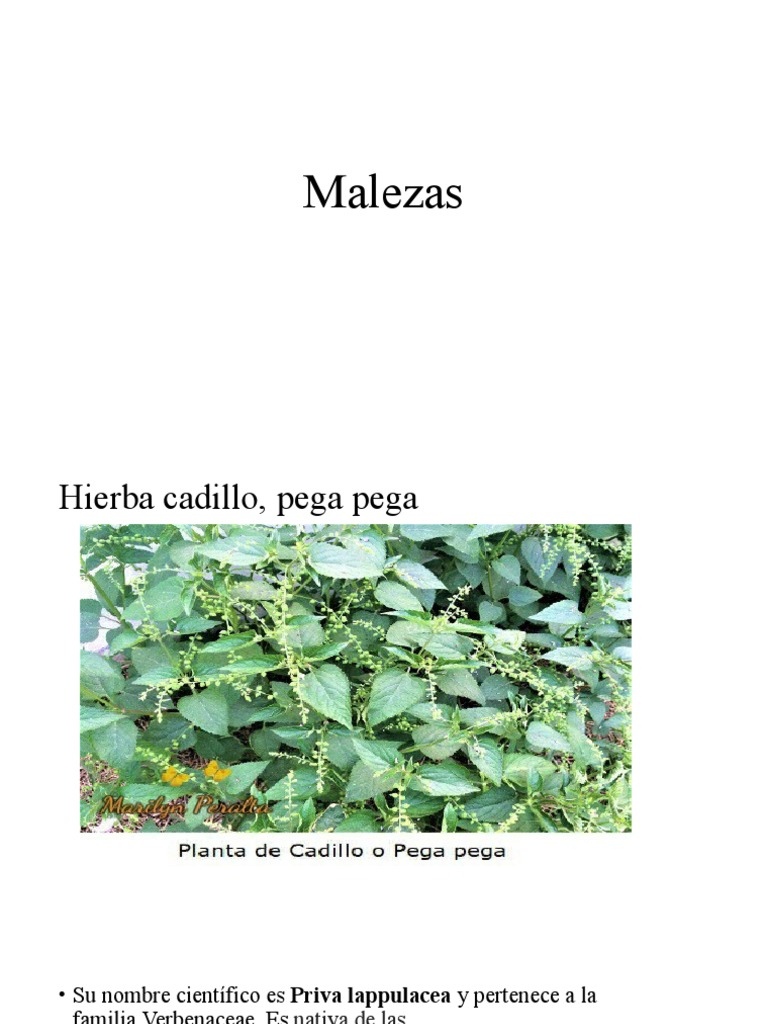 Usos y características del cadillo | PDF | Botánica | Plantas