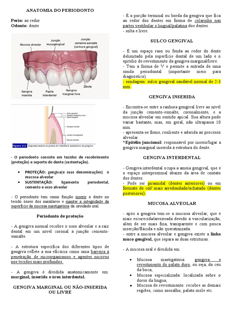 Anatomia e características clínicas da gengiva e tecidos periodontais ...