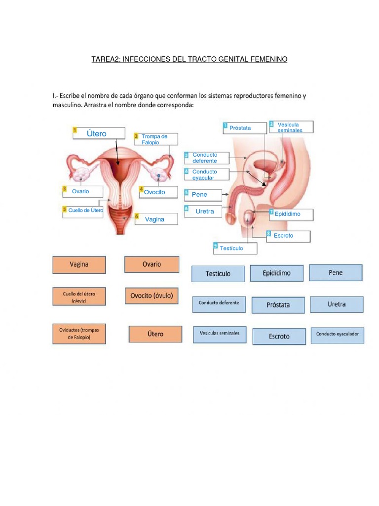 TAREA2 Tracto Genital Femenino | PDF | Vagina | Sistema reproductivo