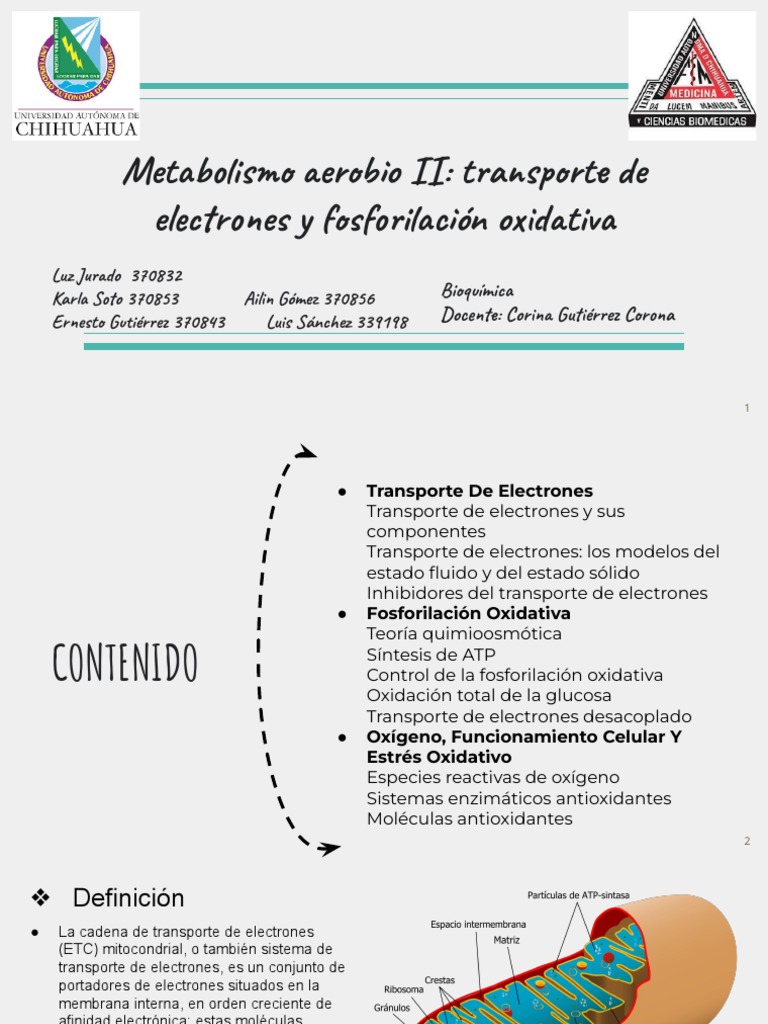 Metabolismo Aerobio 2 - Transporte de Electrones y Fosforilación Oxidativa | PDF | Trifosfato de ...