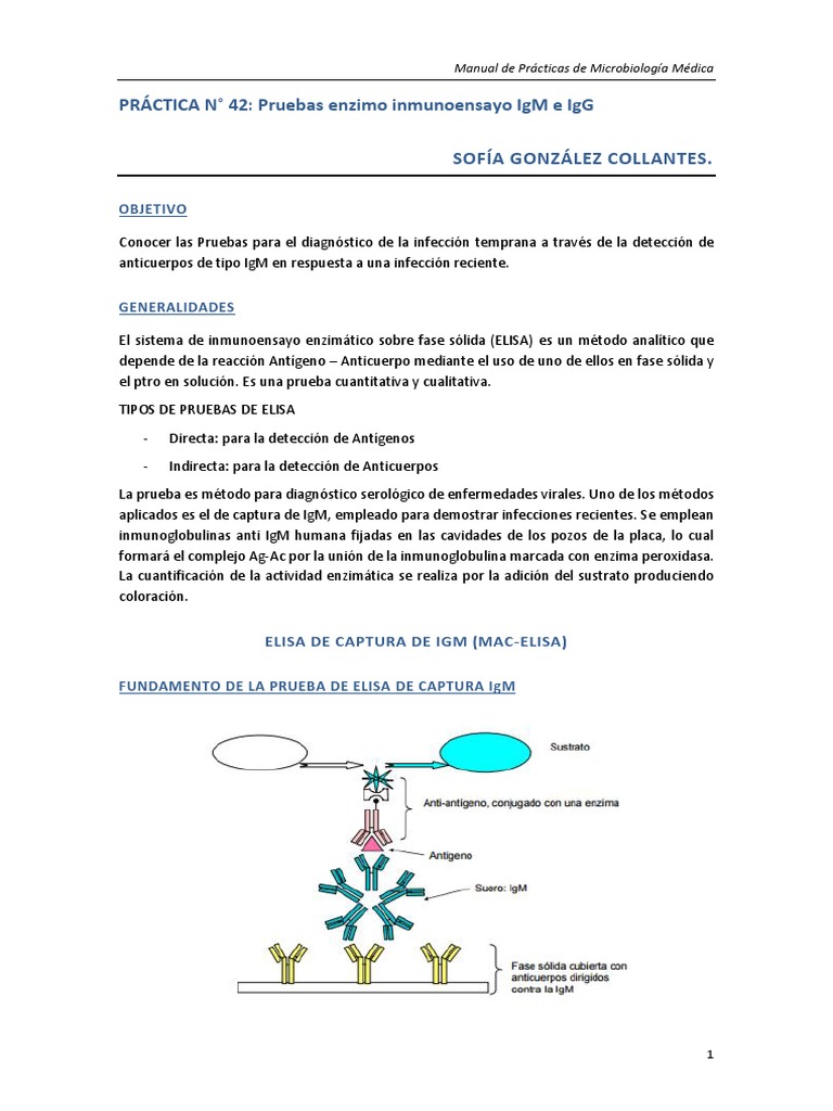 Práctica ELISA Pruebas Enzimo Inmunoensayo IgM e IgG | PDF | Elisa | Anticuerpo