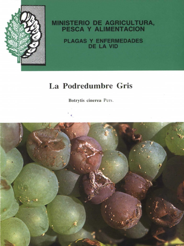 Botrytis | PDF | Hongo | Uva