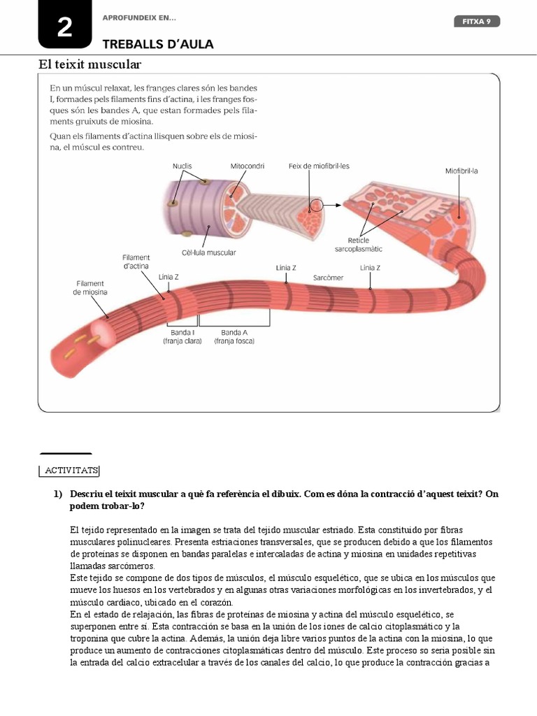 Fitxes 9 I 10 - EL TEIXIT MUSCULAR I EL TEIXIT NERVIÒS | PDF | Neurona ...