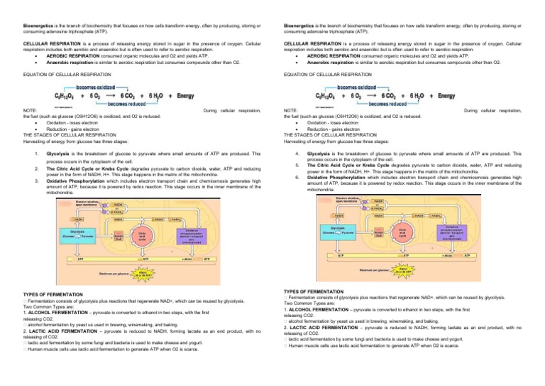 Bioenergetics Handout | PDF | Cellular Respiration | Fermentation