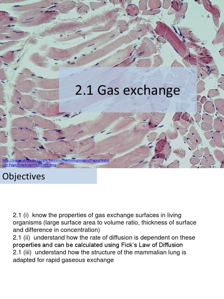 Properties of Human Gas Exchange | PDF | Lung | Breathing