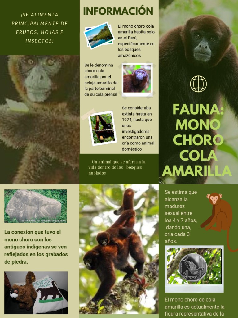 Mono Choro - Cola Amarilla | PDF | Mono | Organismos