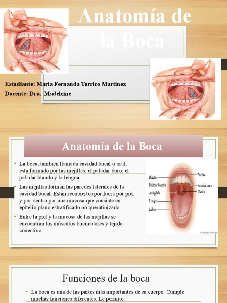 Anatomía de La Boca | PDF | Boca | Digestión