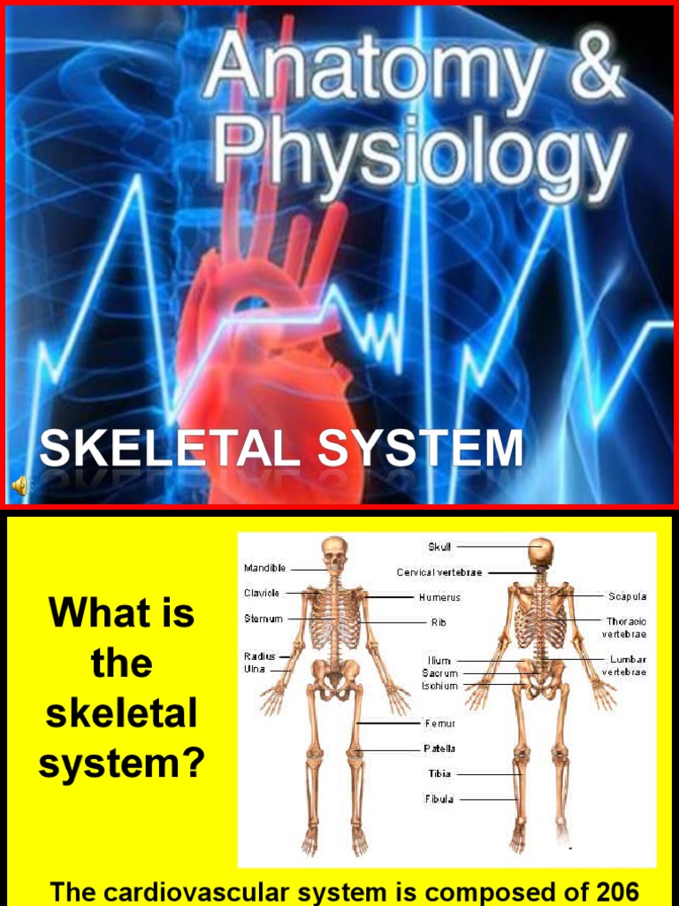 173 Anatomy Skeletal | PDF | Skeleton | Anatomical Terms Of Motion