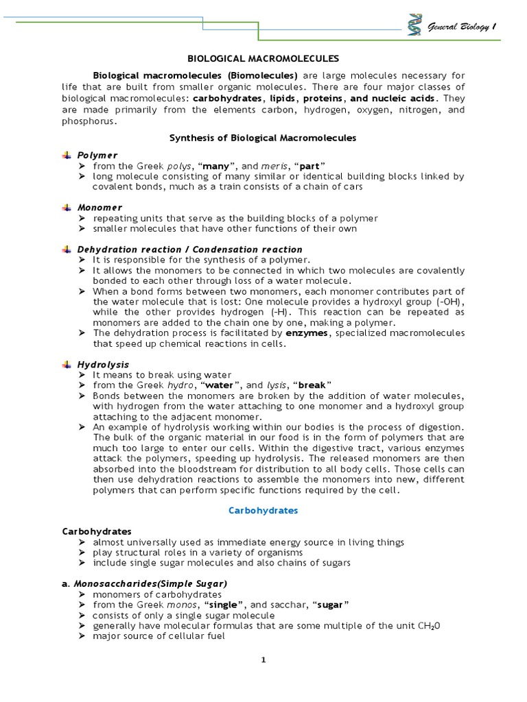 An In-Depth Look at the Four Major Classes of Biological Macromolecules ...