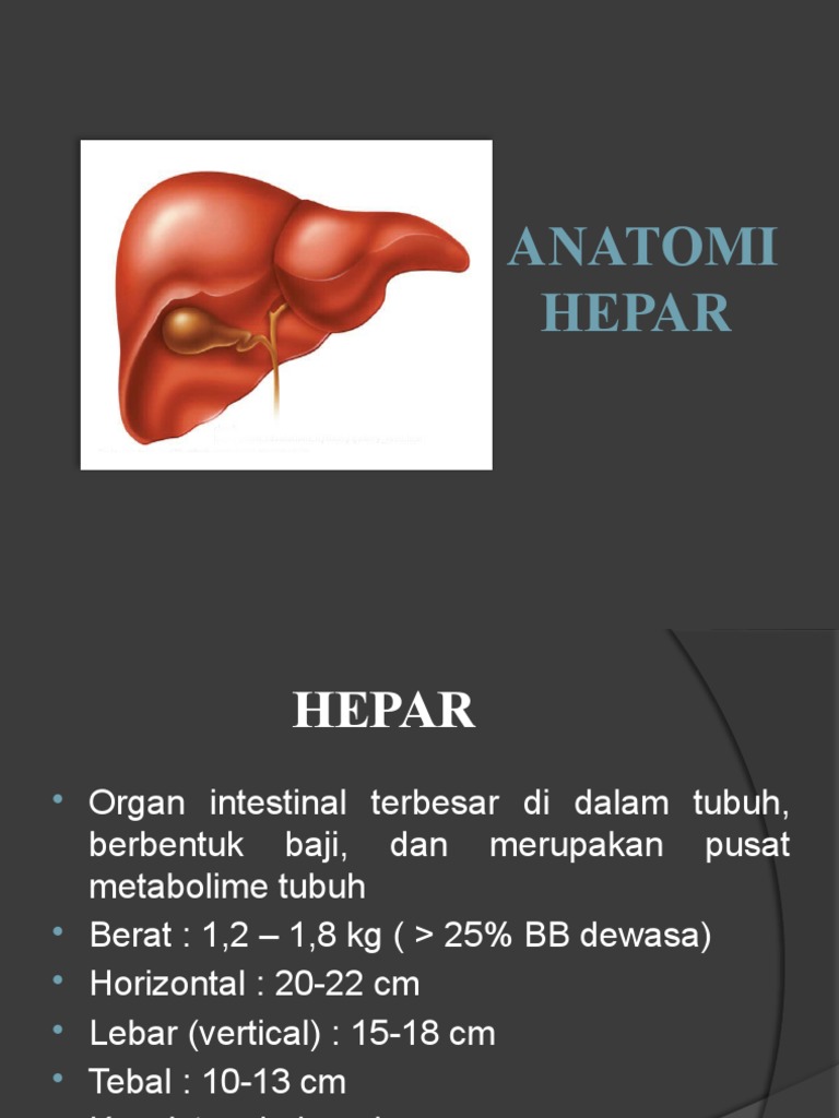 Anatomi dan Letak Hepar dalam Tubuh | PDF