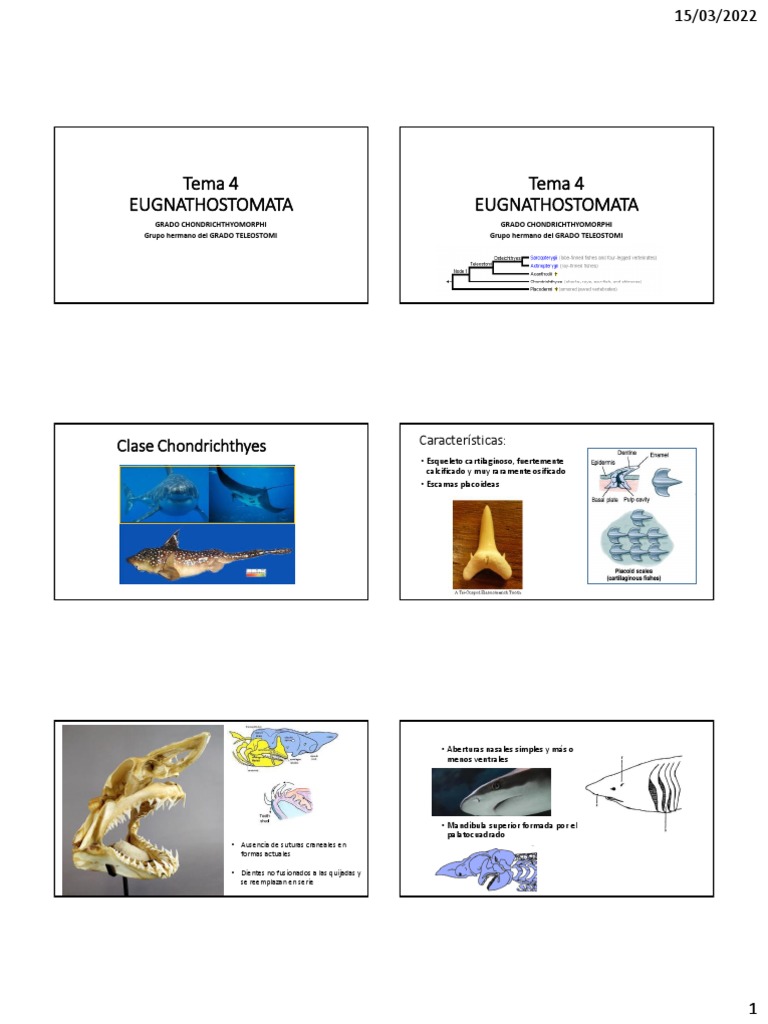Tema 4 - Clase 6-2022 | PDF | Tiburones | Pescado