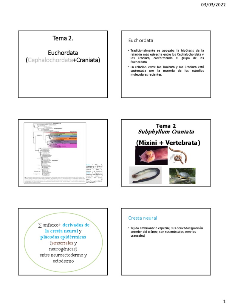 Tema 2 - Clase 4 - Craniata | PDF | Cráneo | Vertebrados