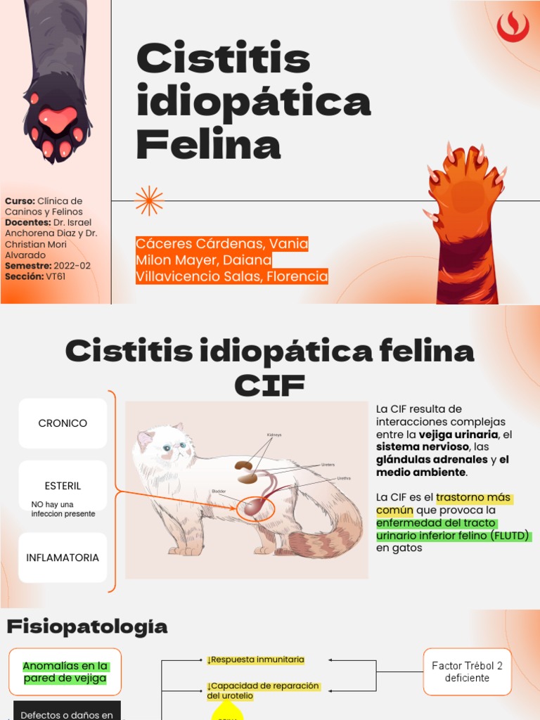 Cistitis Idiopática Felina | PDF | Vejiga urinaria | Inflamación