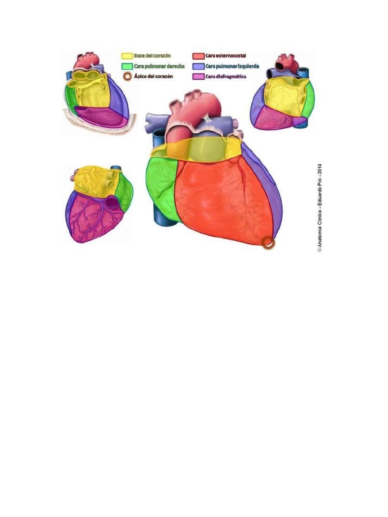 Generalidades Corazon | PDF