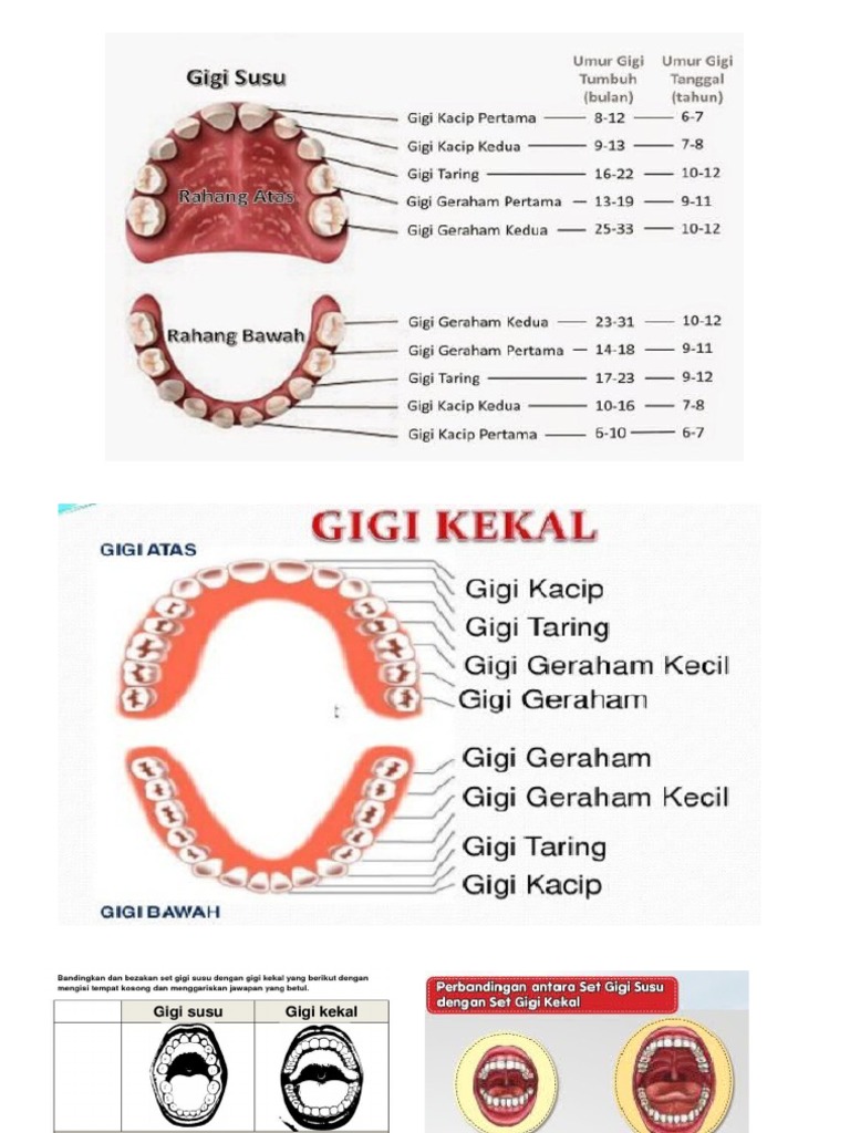 Gigi Susu Gigi Kekal | PDF