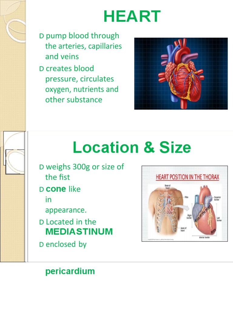 Cardiovascular System | PDF | Heart Valve | Heart