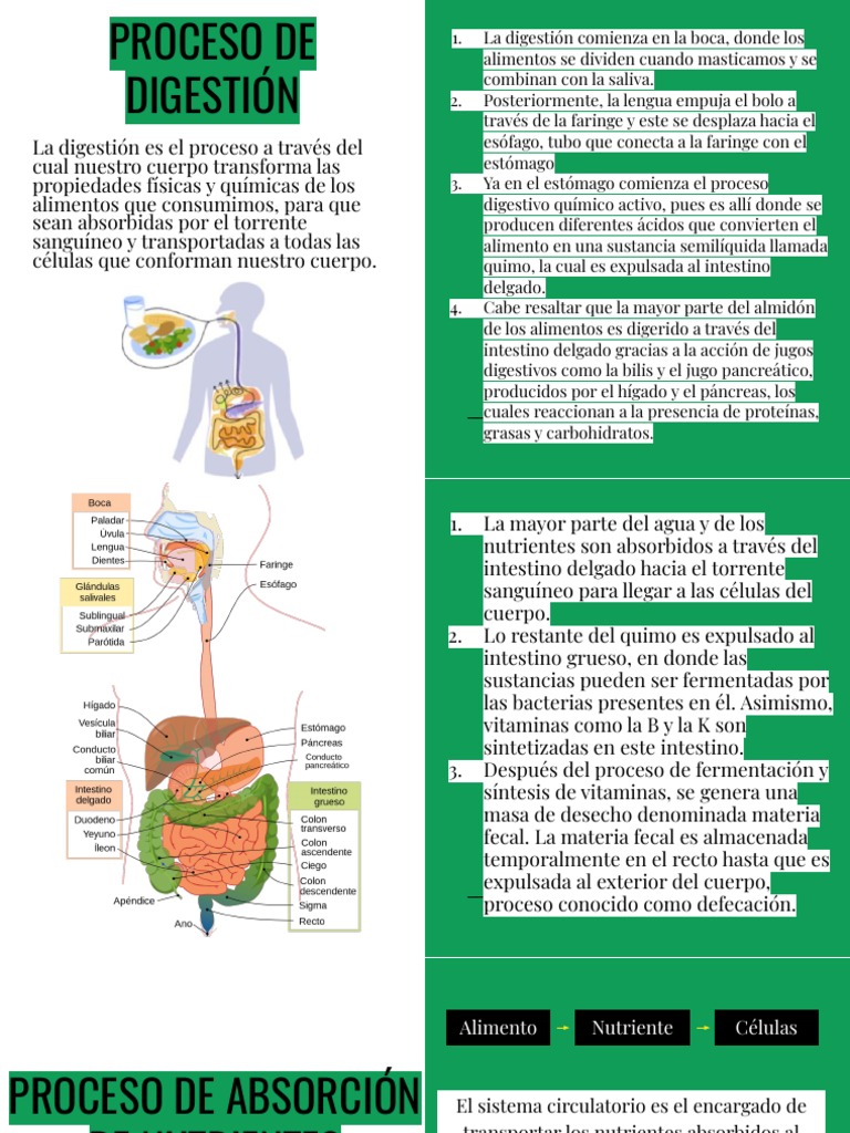 Digestion y Absorcion de Nutrientes | PDF | Digestión | Gastroenterología