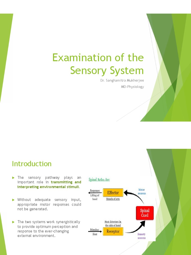 Sensory System Examination Guide | PDF | Senses | Spinal Cord