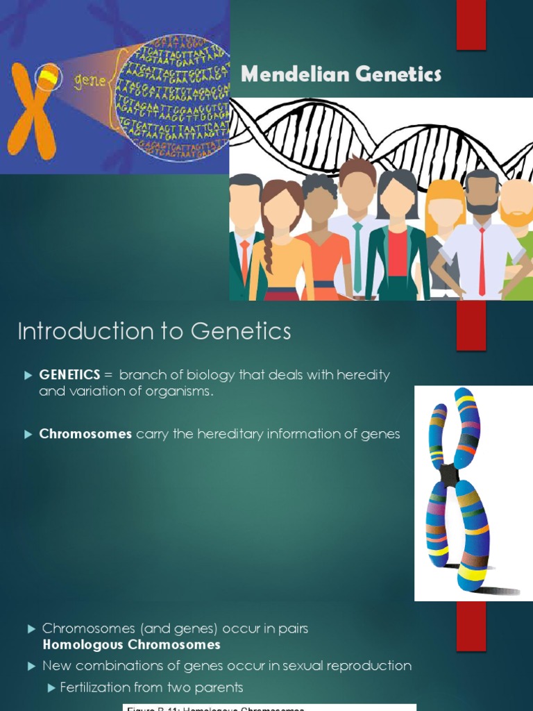 Grade 10 - About Mendelian Genetics | PDF | Genotype | Gene